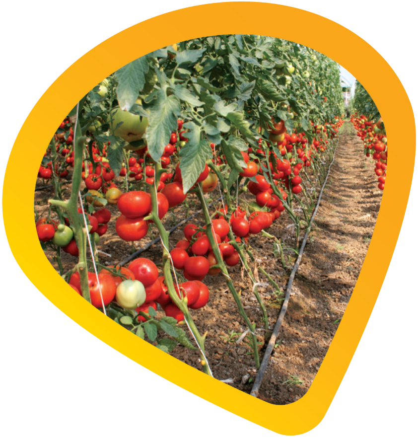 Florgib Tablet – Certis Belchim